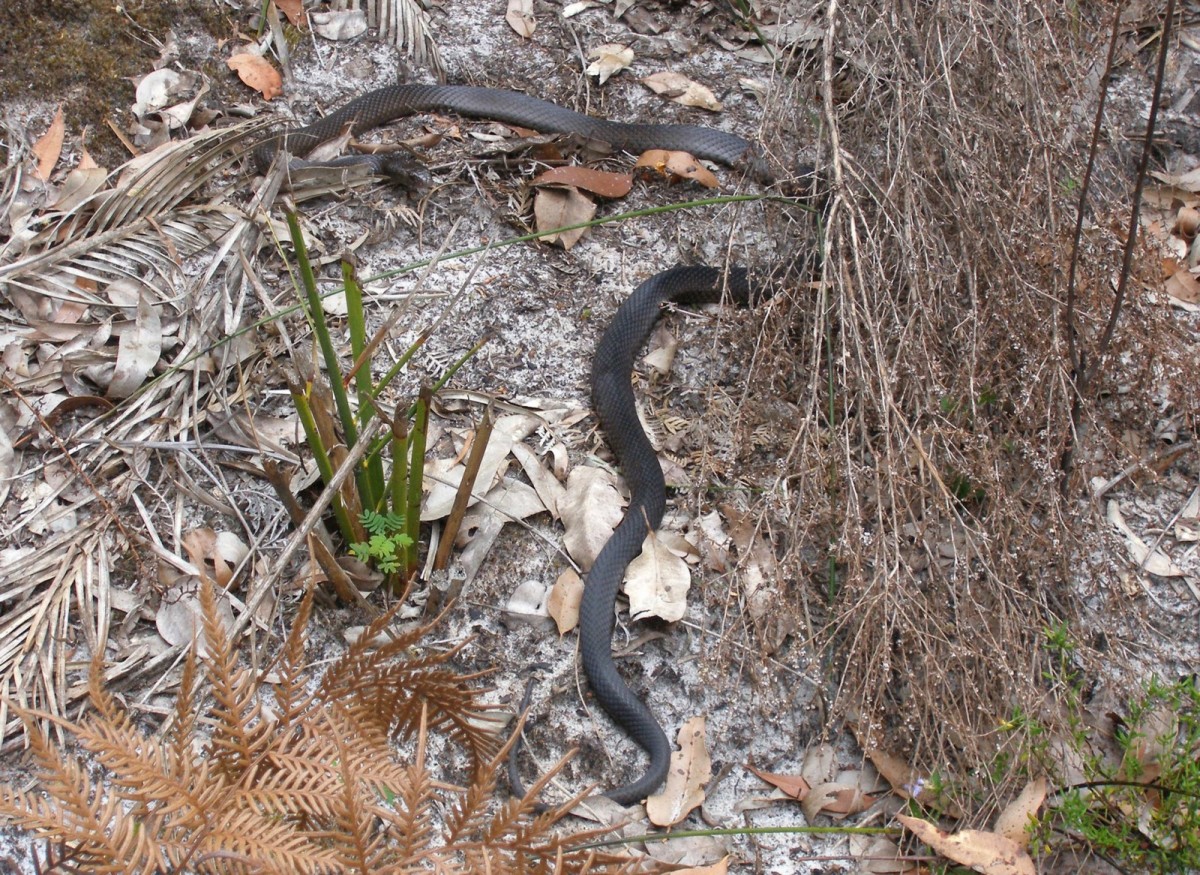 Oh yes, there are snakes on the Track - Bibbulmun Track Foundation