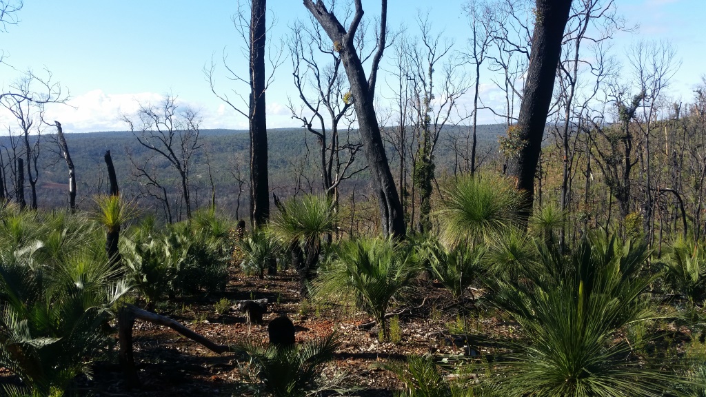 Rejuvenation after bushfire - Bibbulmun Track Foundation