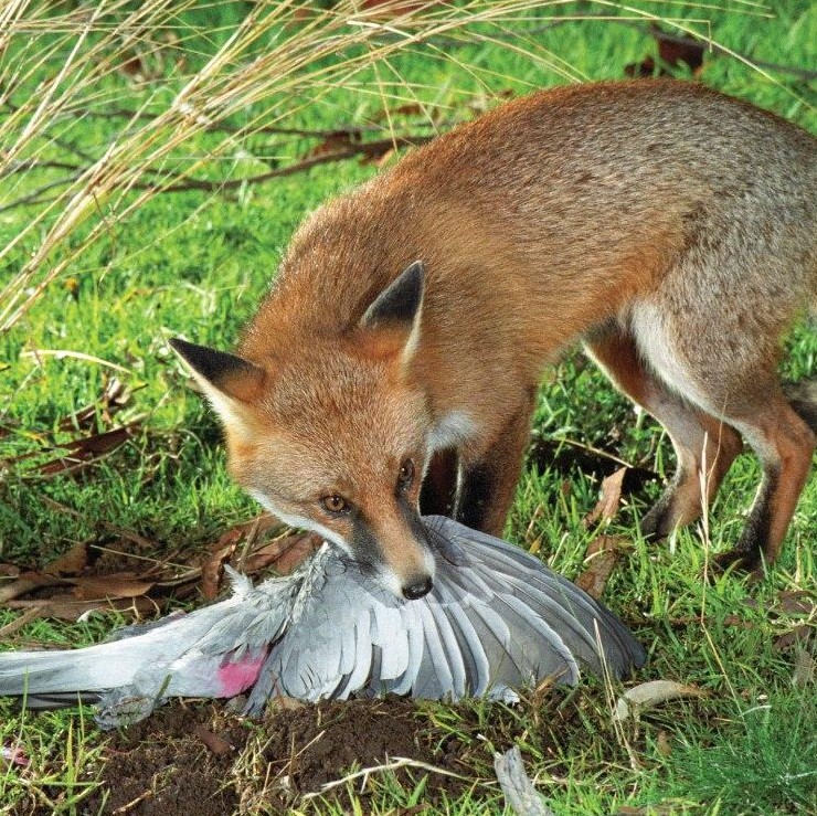 Protecting Possums through Feral Control - Bibbulmun Track Foundation